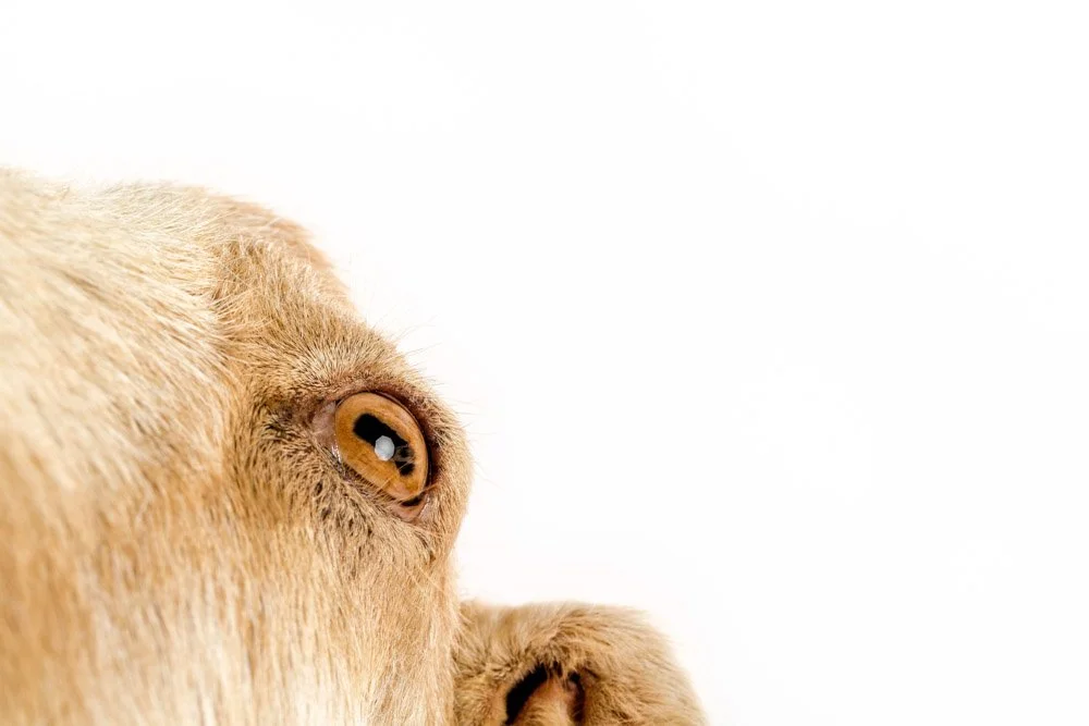 Featured Creature Images | Charlie Nunn Photography