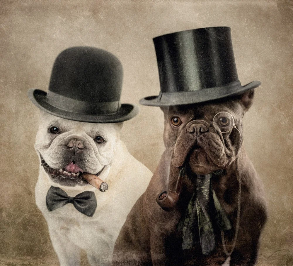 Charlie Nunn Photography | Los Angeles Pet Photographer