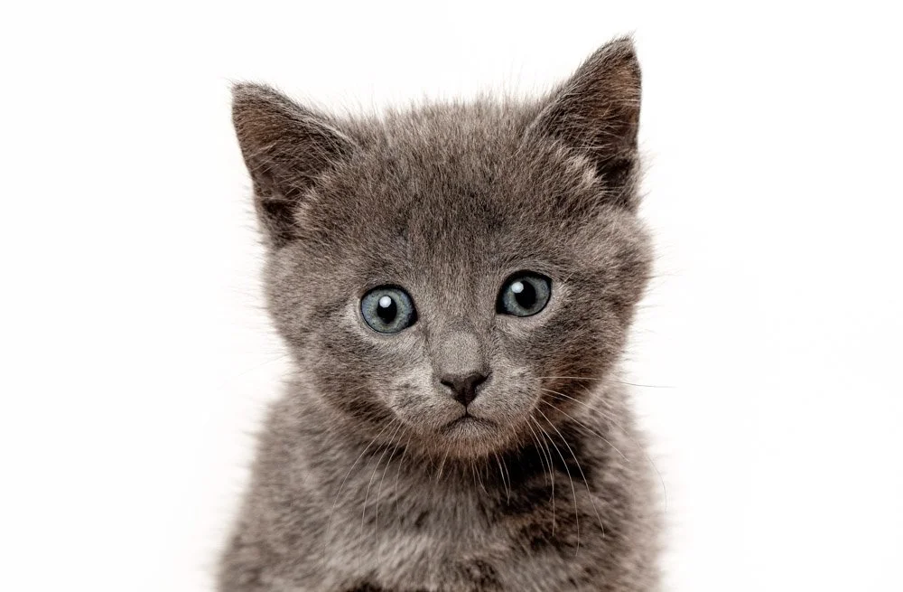 Cat Images | Charlie Nunn Photography