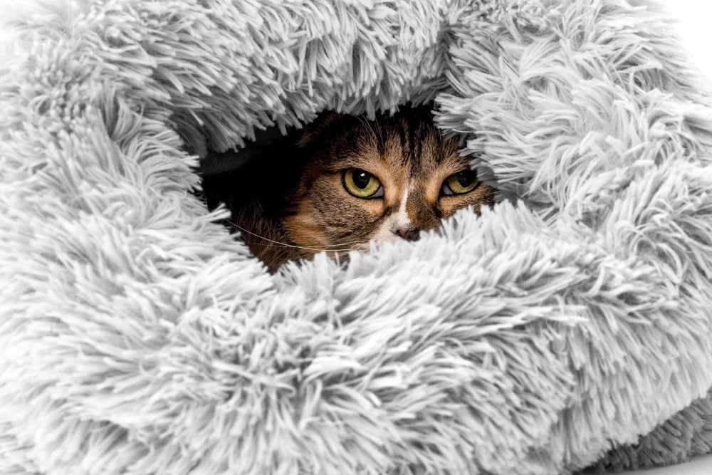 Cat Images | Charlie Nunn Photography