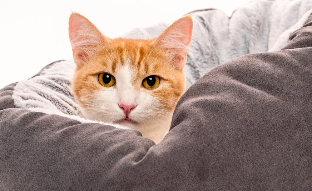 Cat Images | Charlie Nunn Photography