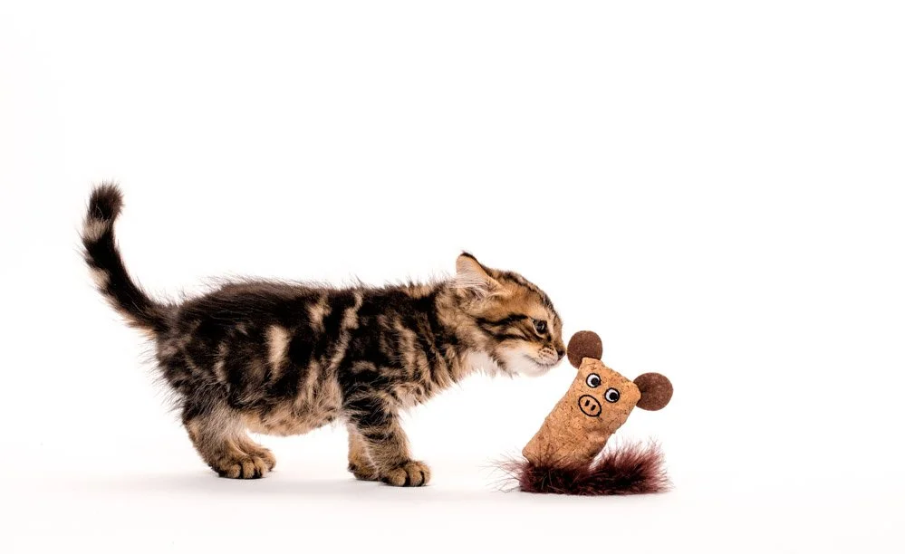 Cat Images | Charlie Nunn Photography