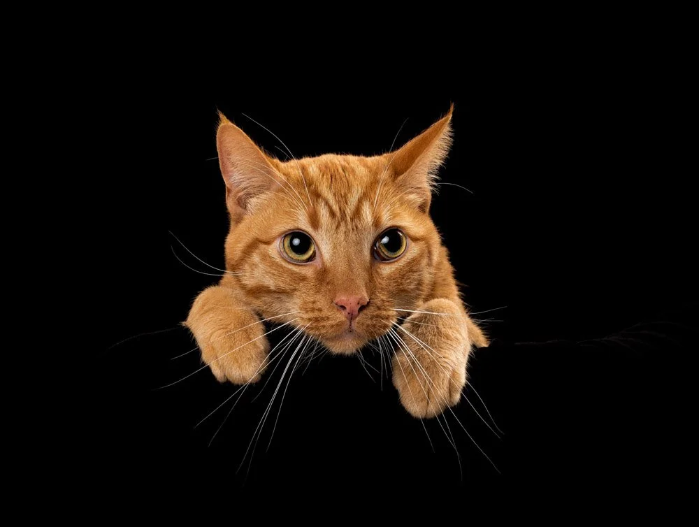 Cat Images | Charlie Nunn Photography