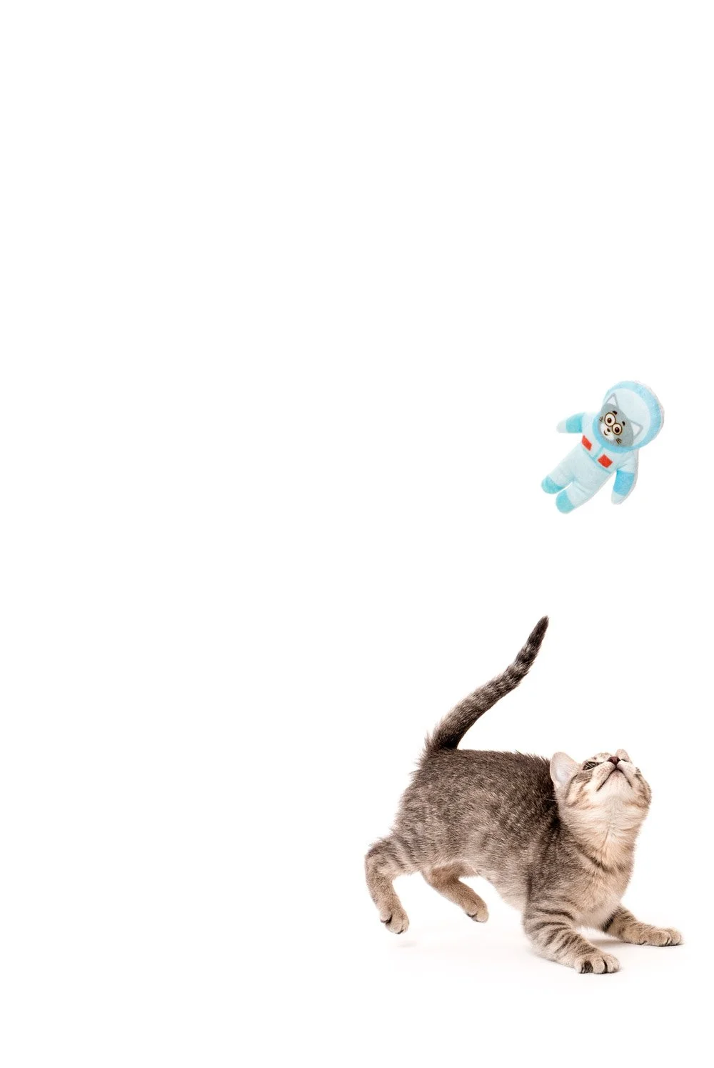 Cat Images | Charlie Nunn Photography