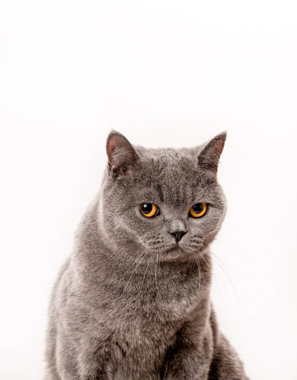 Cat Images | Charlie Nunn Photography
