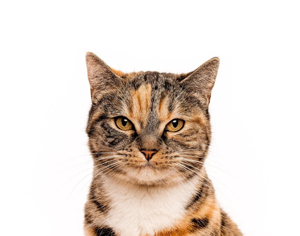 Cat Images | Charlie Nunn Photography