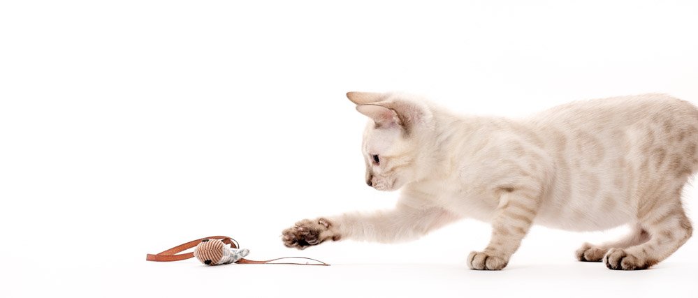 Cat Images | Charlie Nunn Photography