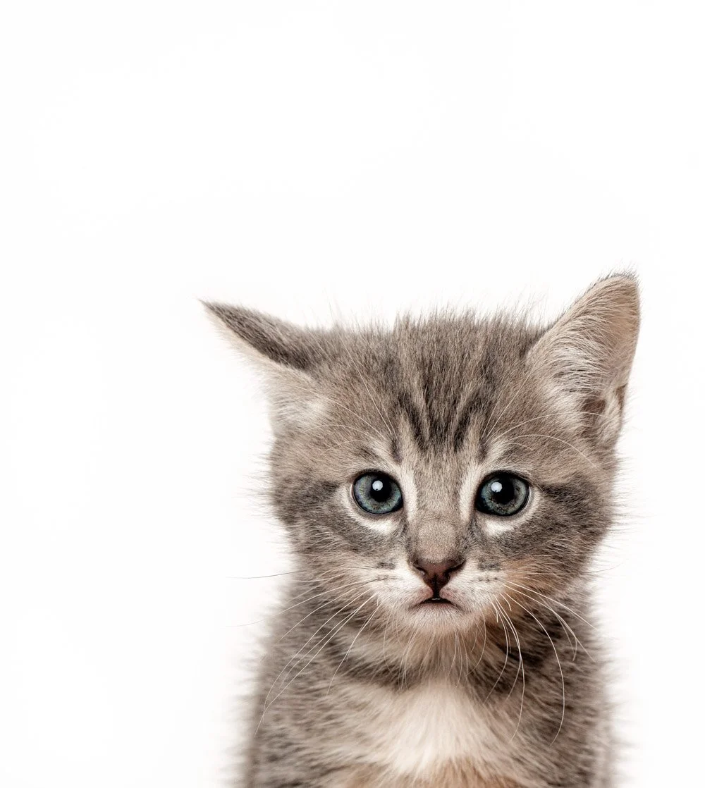 Cat Images | Charlie Nunn Photography