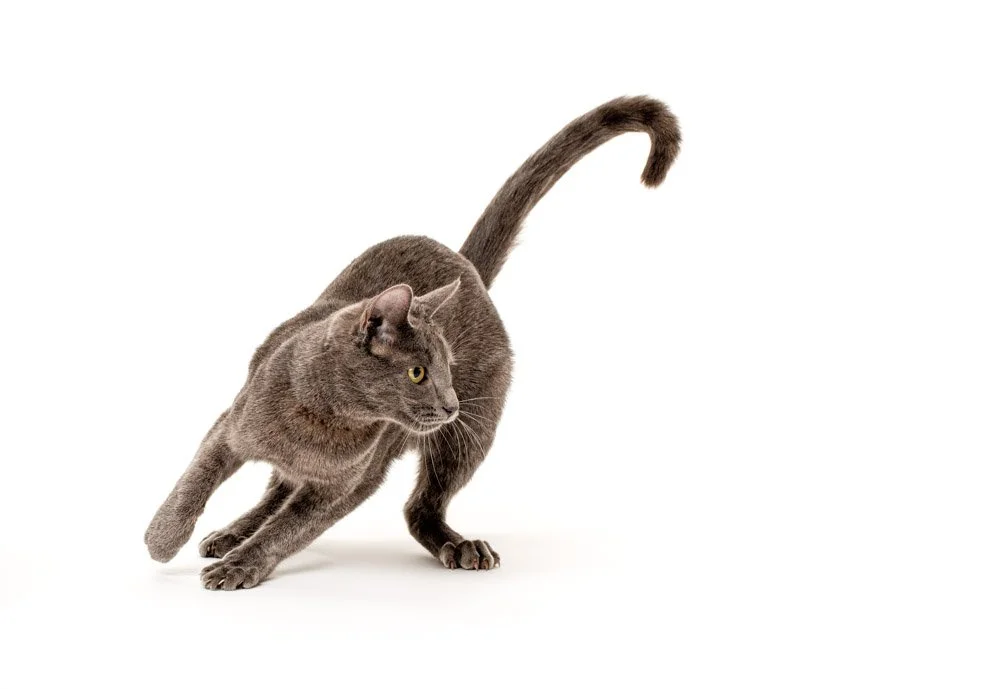 Cat Images | Charlie Nunn Photography