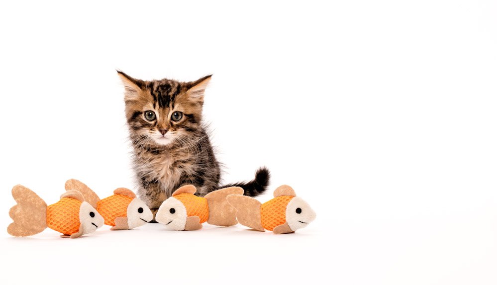 Cat Images | Charlie Nunn Photography