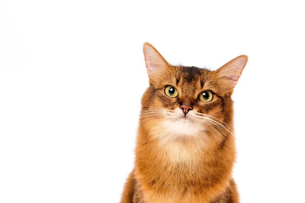 Cat Images | Charlie Nunn Photography