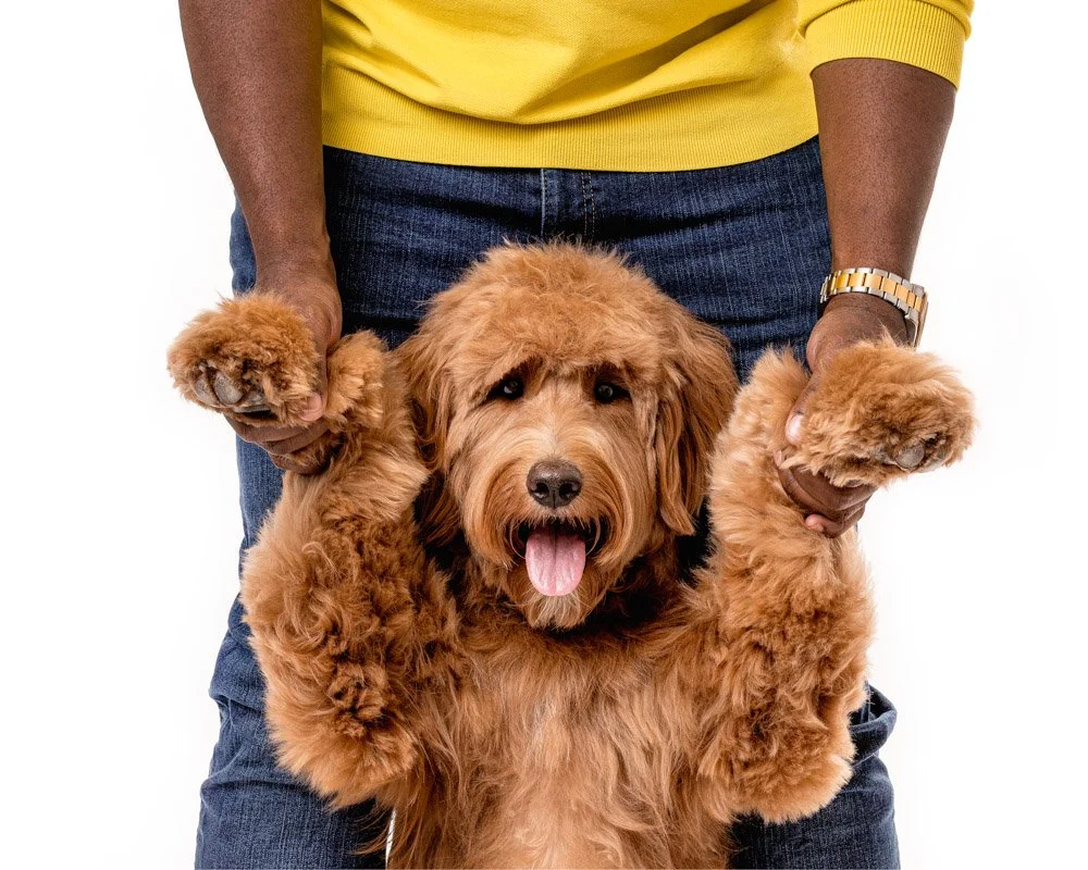 Dog POV Portraits | Charlie Nunn Photography