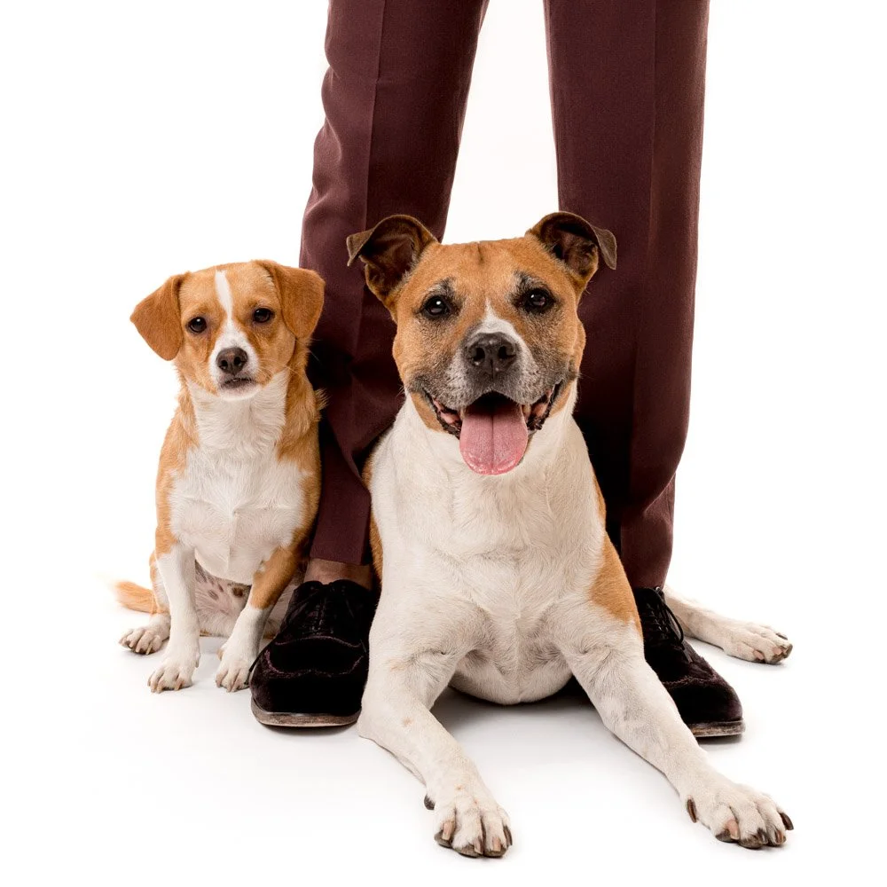 Dog POV Portraits | Charlie Nunn Photography