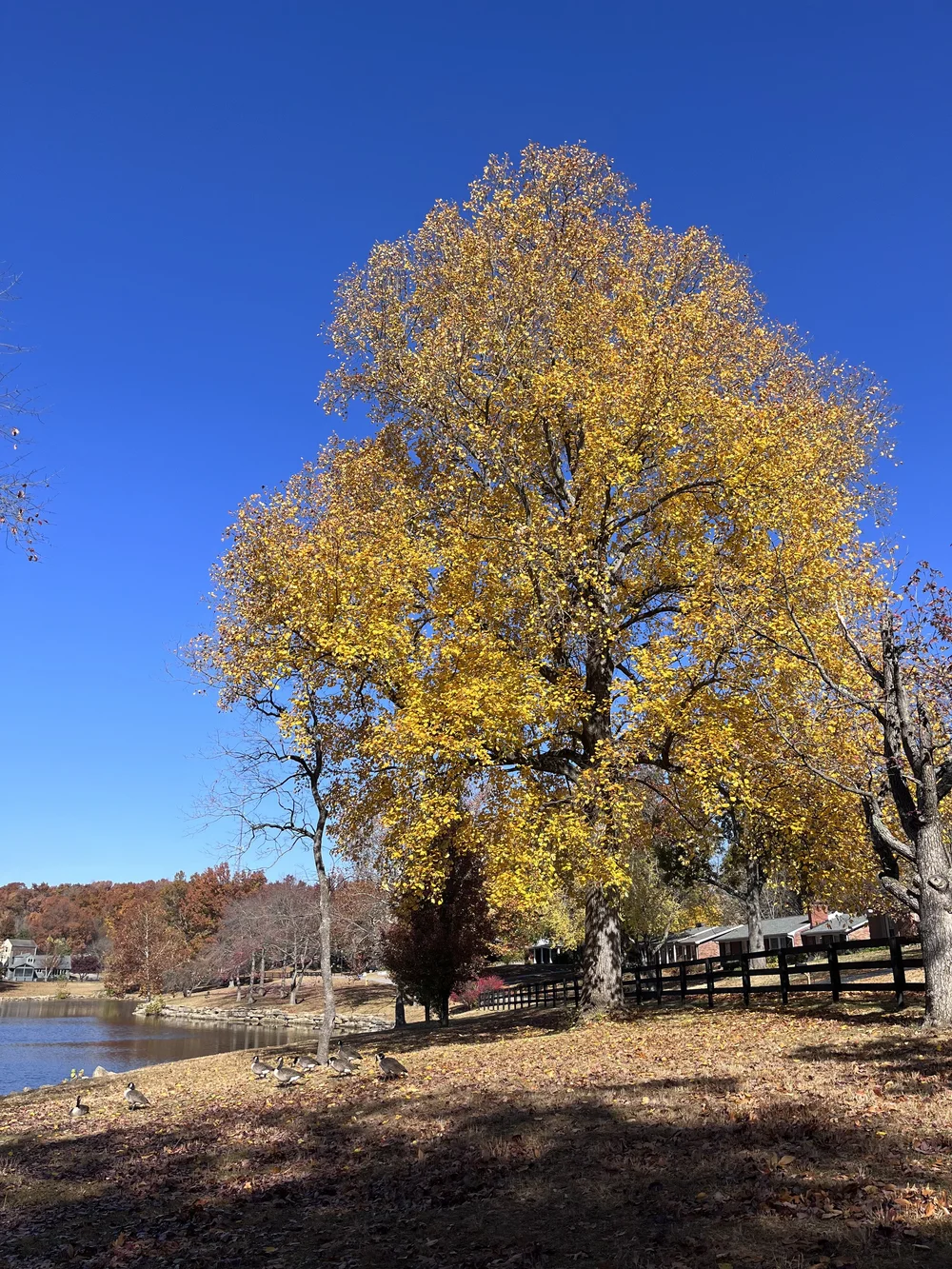 History — Windsor Forest | Louisville, KY