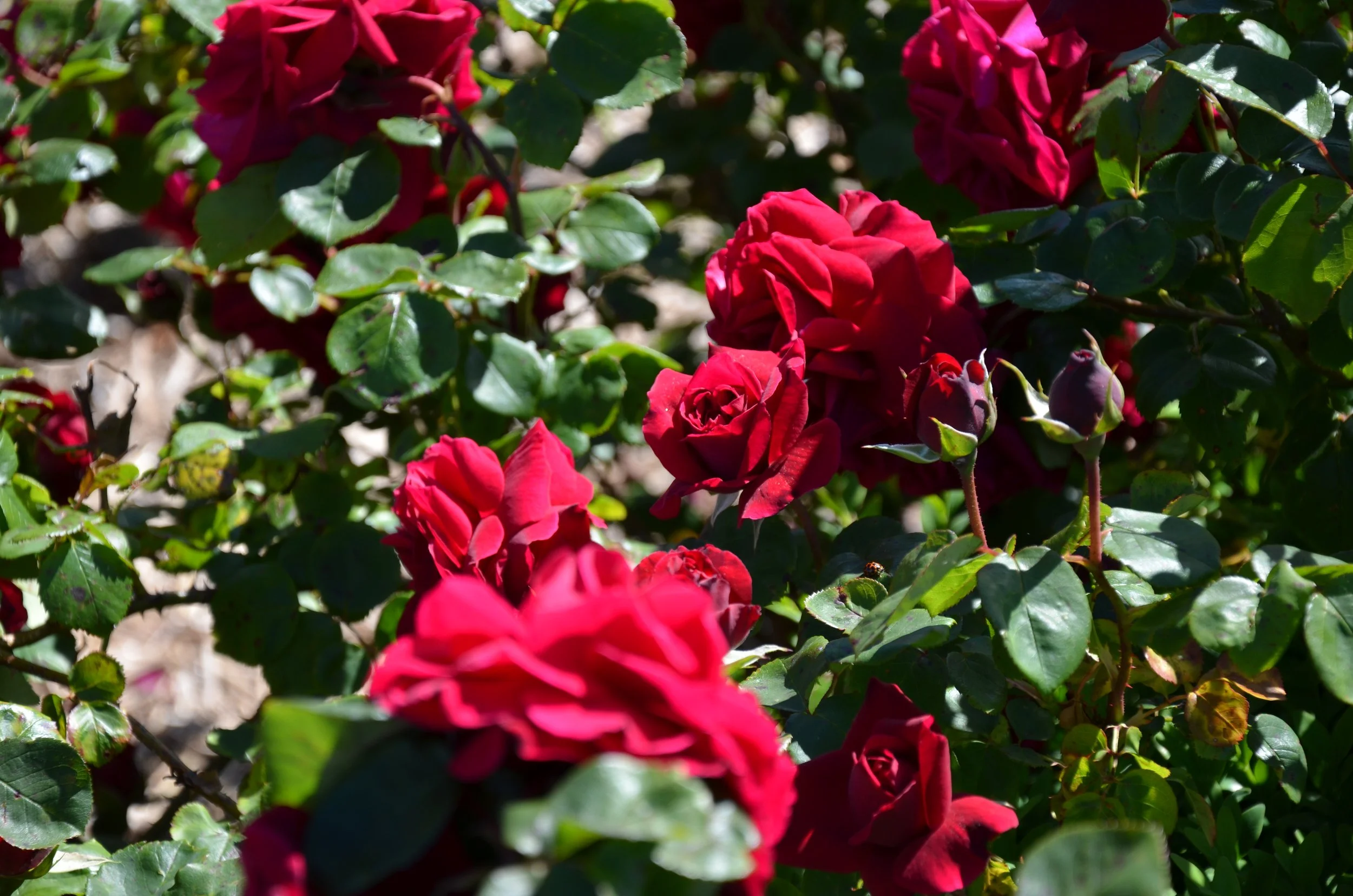 Woolmers Estate | Rose Garden in Tasmania