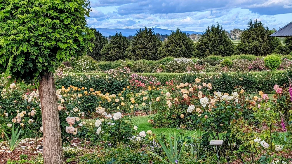 Woolmers Estate | Rose Garden in Tasmania