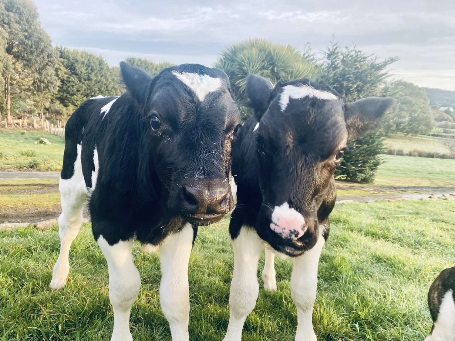 About 4 — Companion Cows