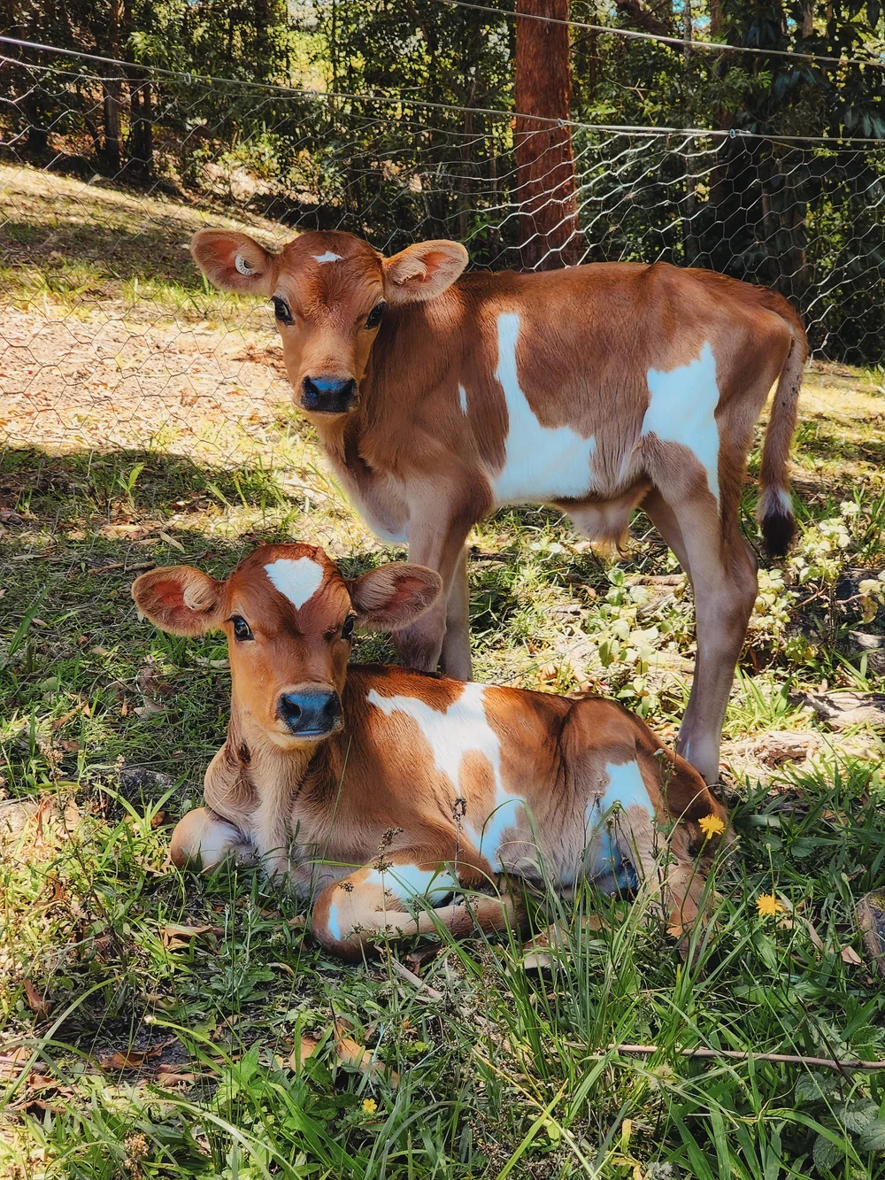 About 4 — Companion Cows