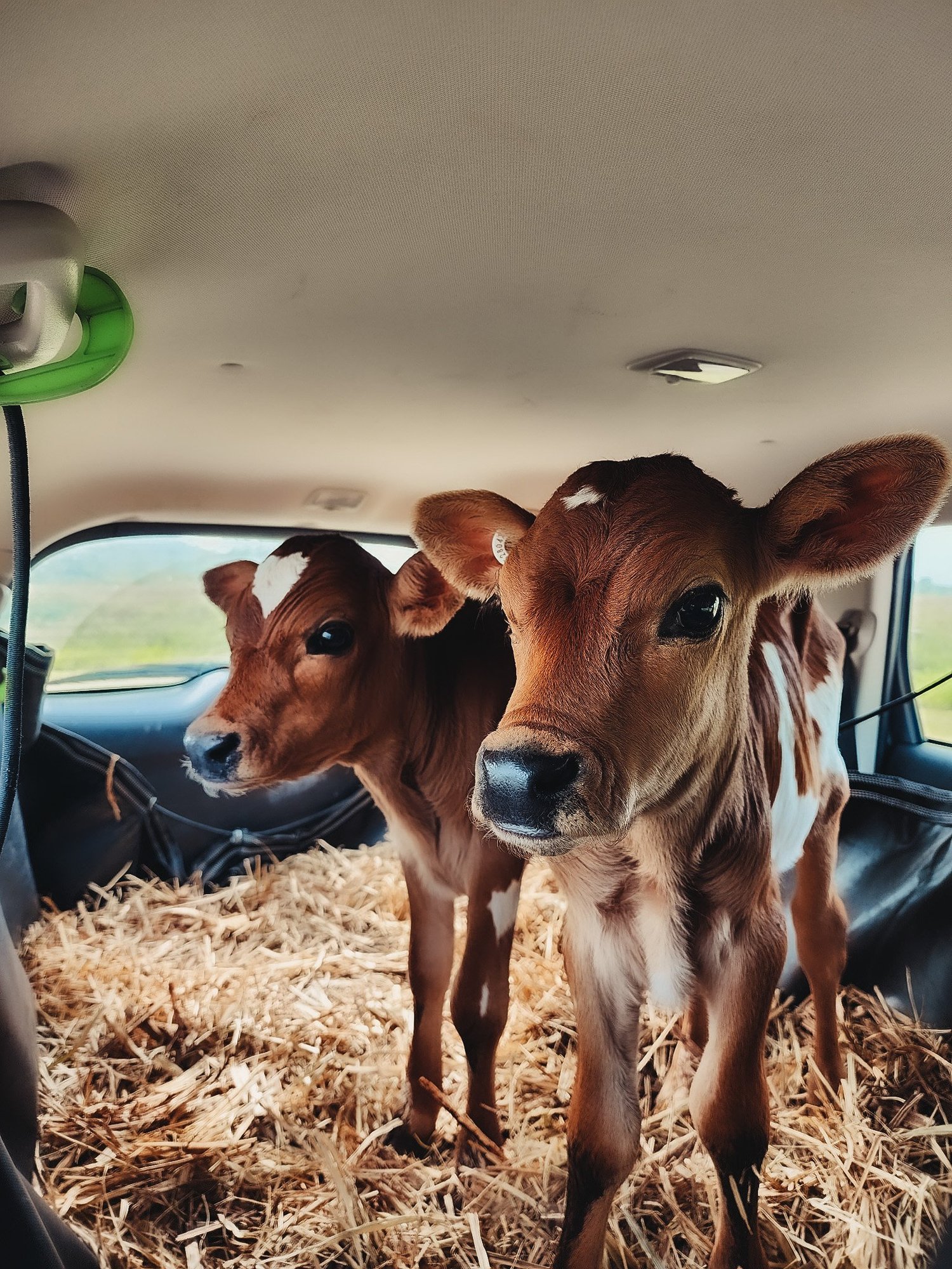 Donate — Companion Cows