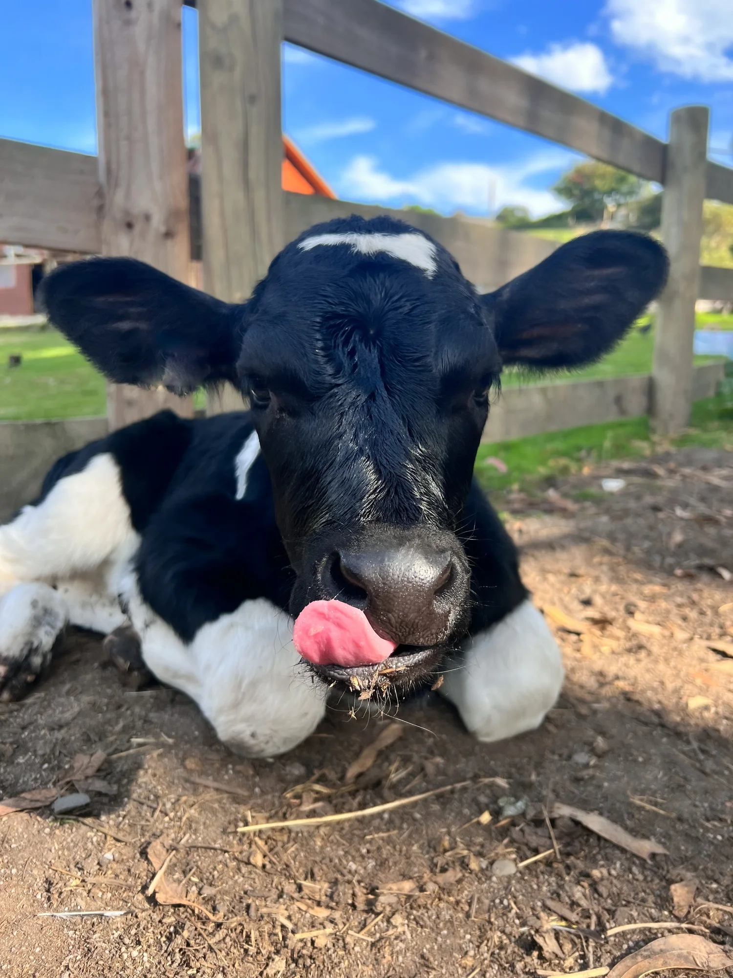 Companion Cows