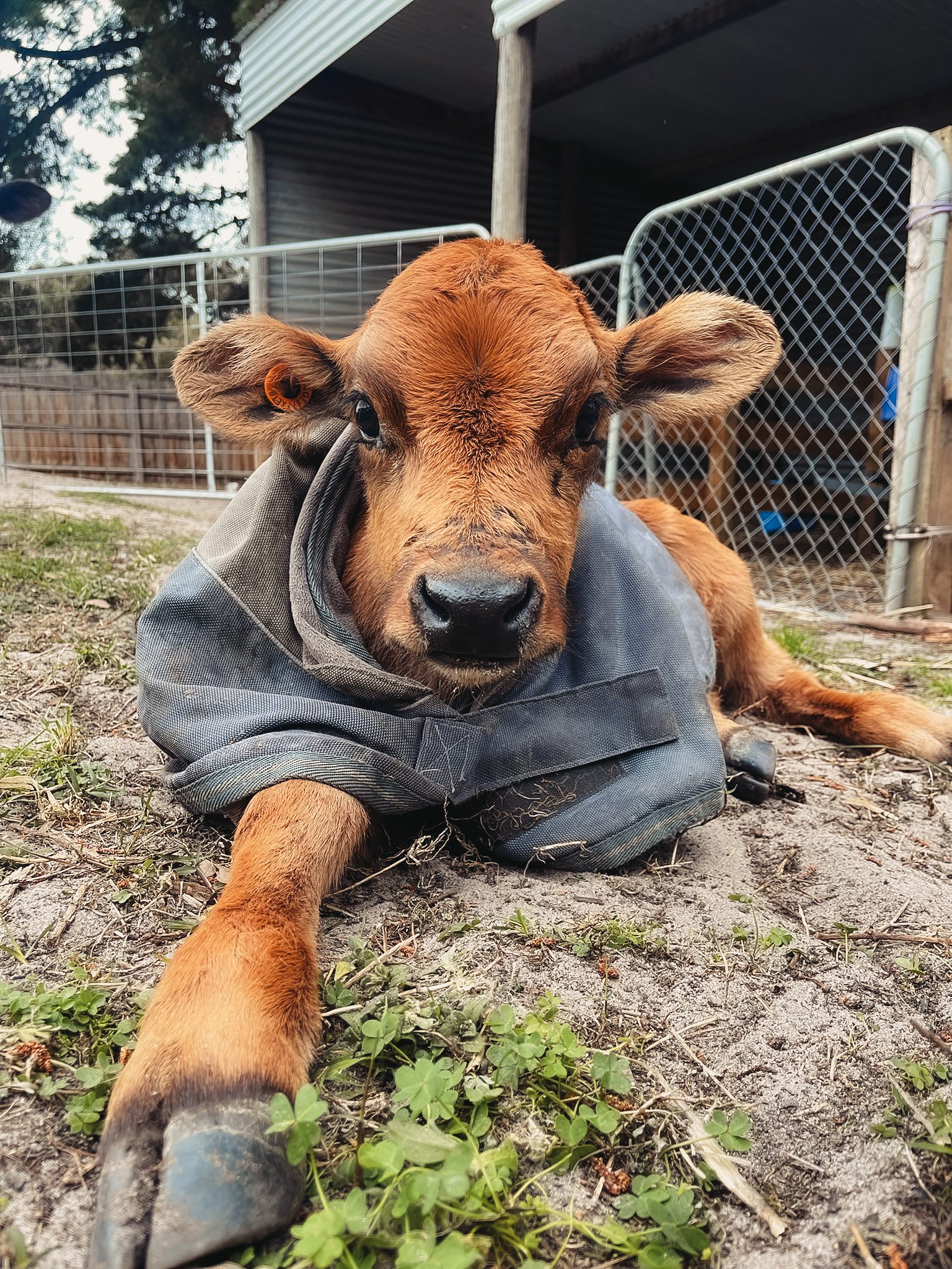 Companion Cows