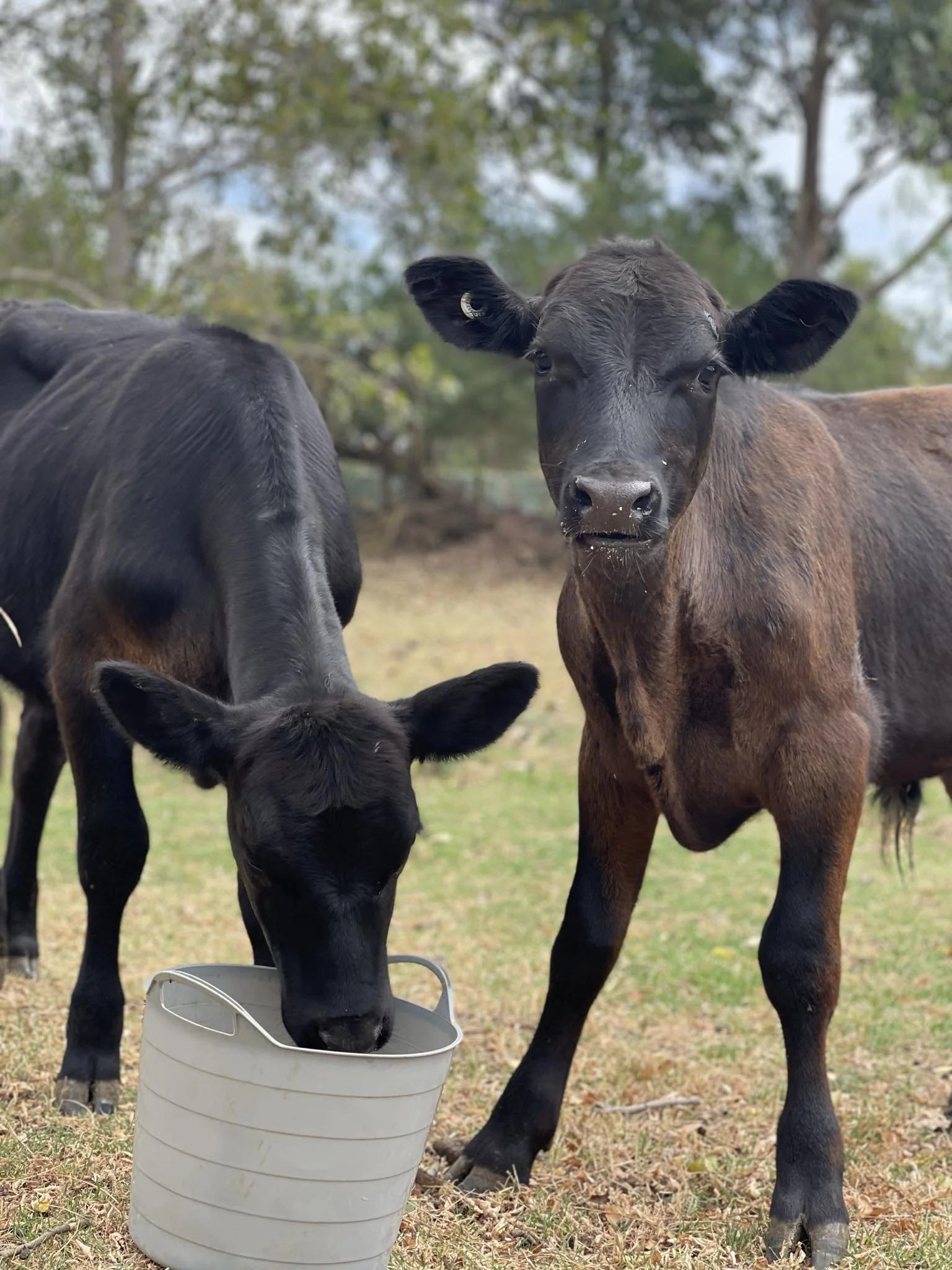 Donate — Companion Cows