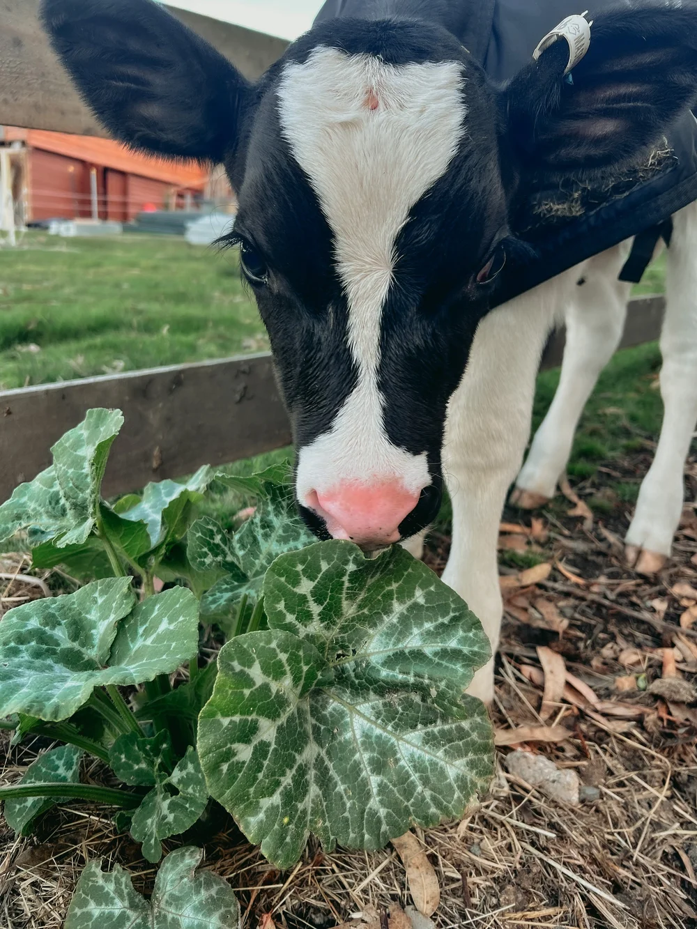 Companion Cows