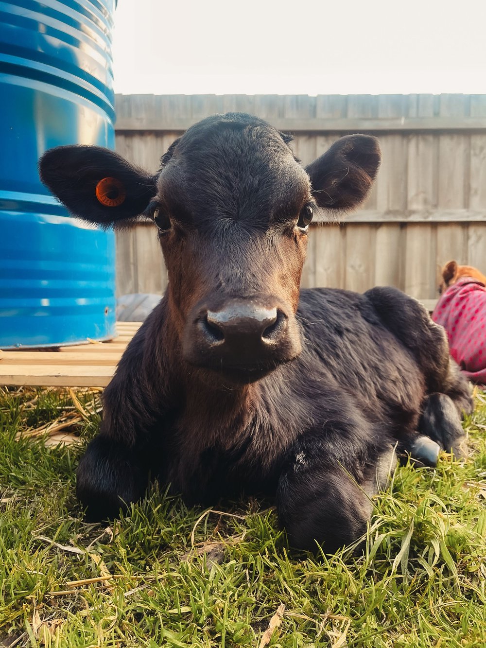 Companion Cows