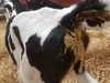 Poo Guide — Companion Cows