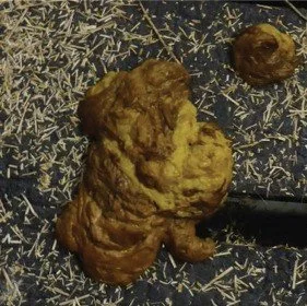 Poo Guide — Companion Cows