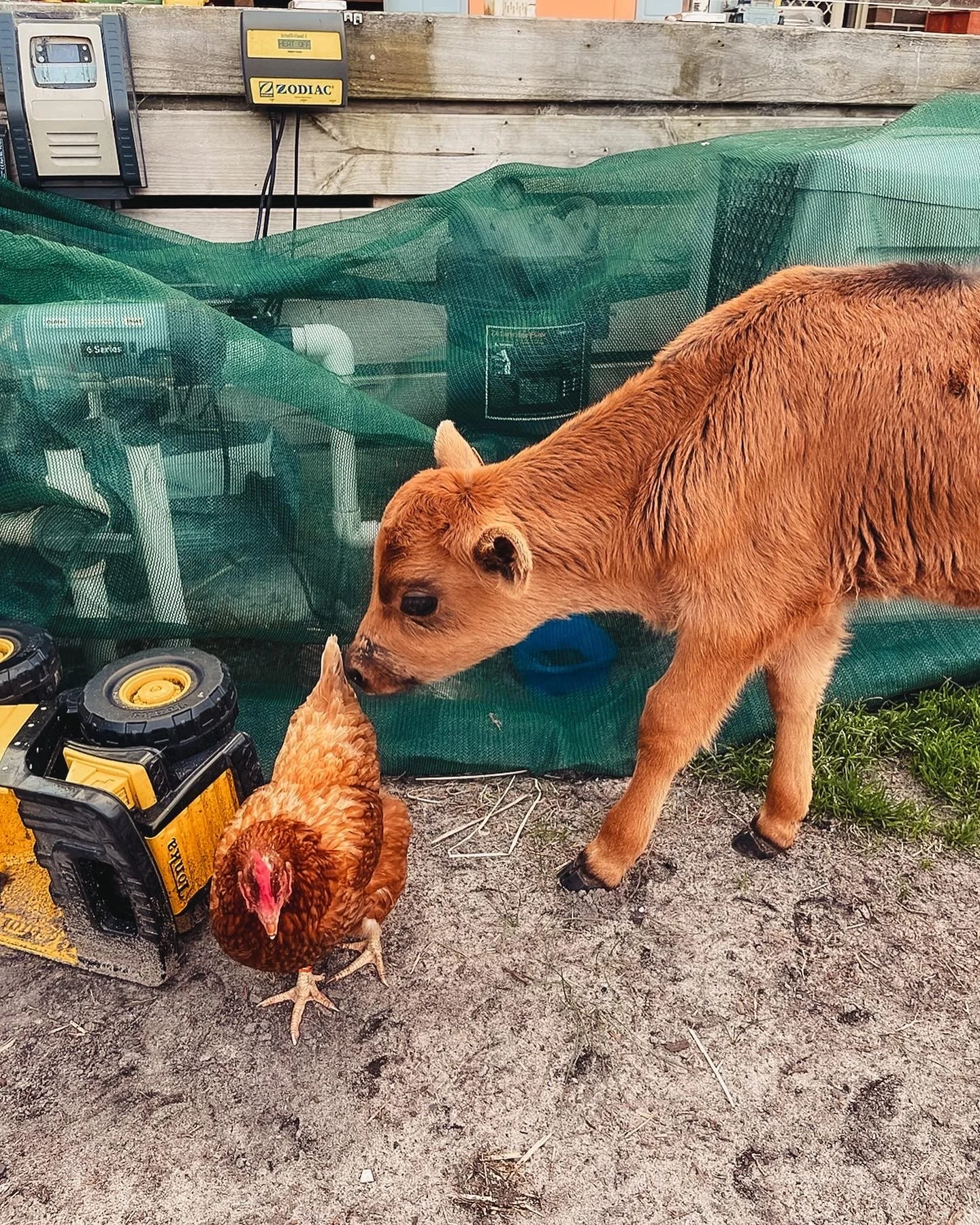 Companion Cows