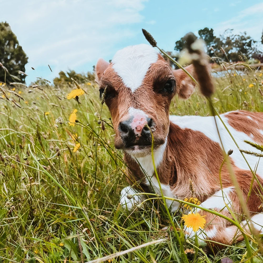 About 4 — Companion Cows