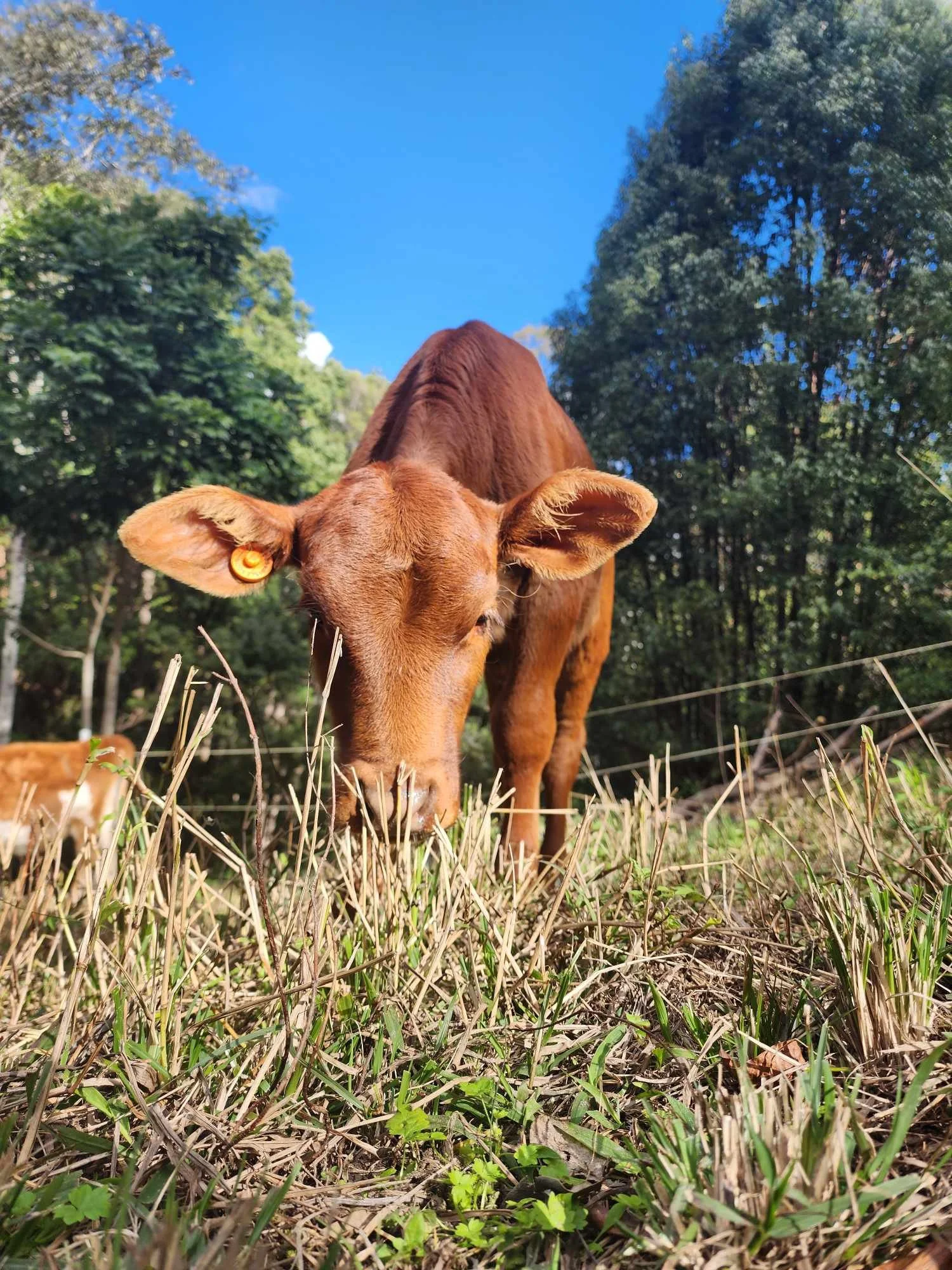 How to Care for Calves — Companion Cows