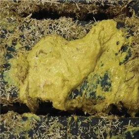 Poo Guide — Companion Cows