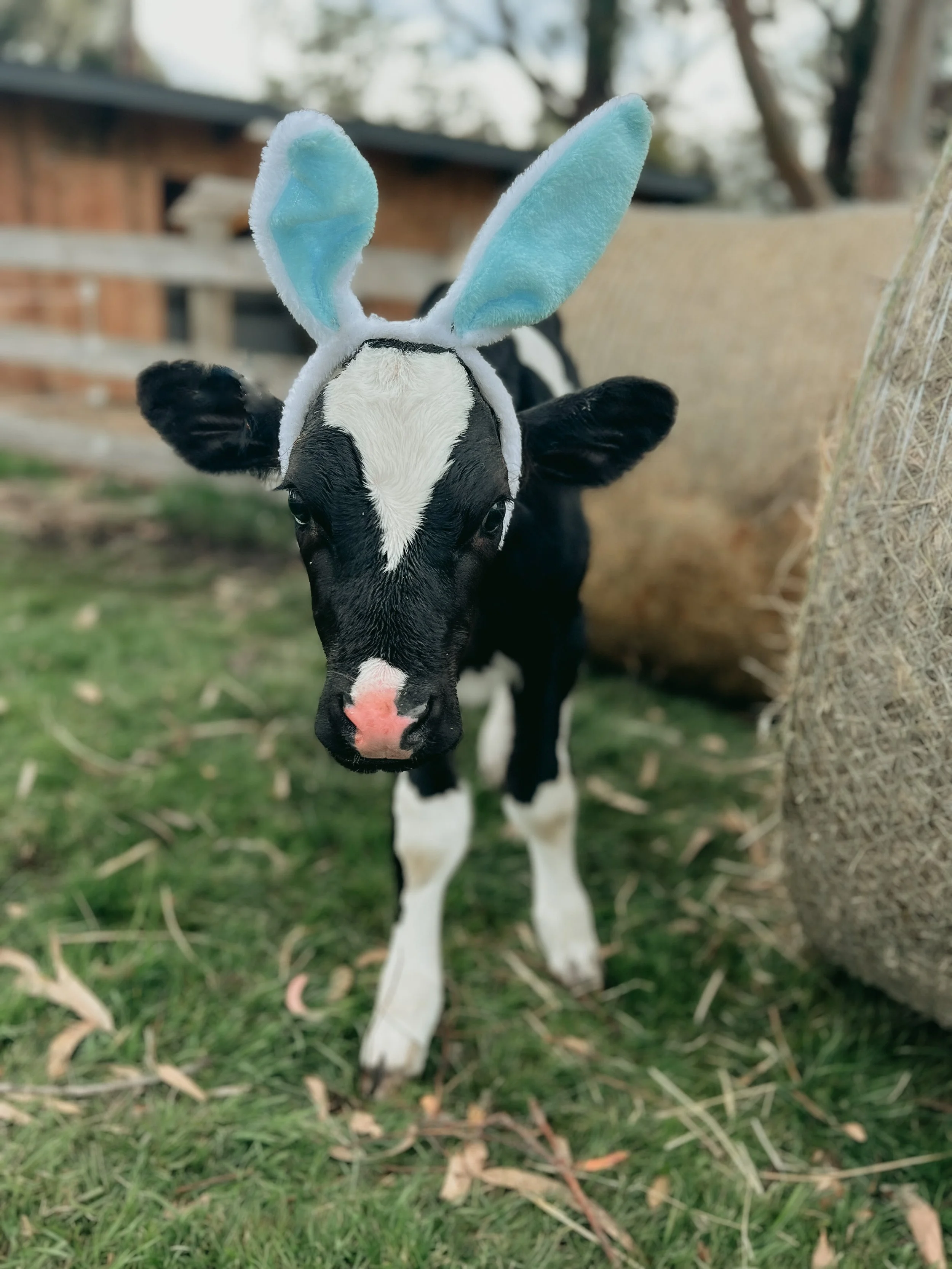Companion Cows