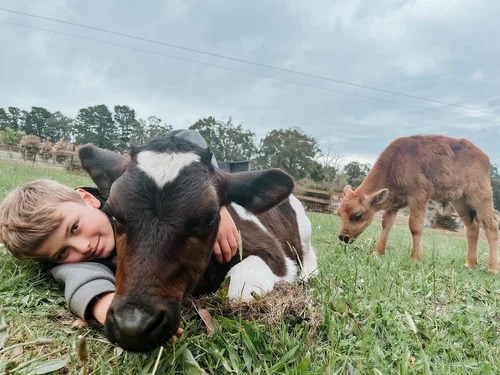How to Care for Calves — Companion Cows