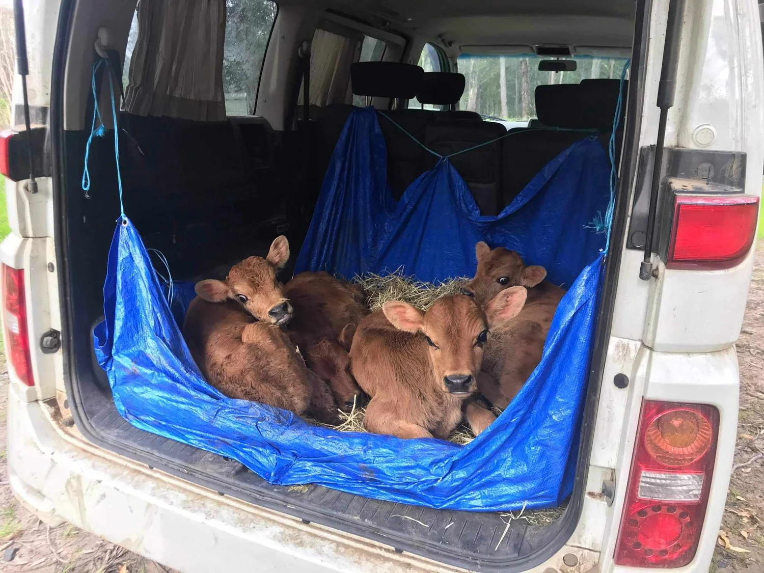 What we do — Companion Cows
