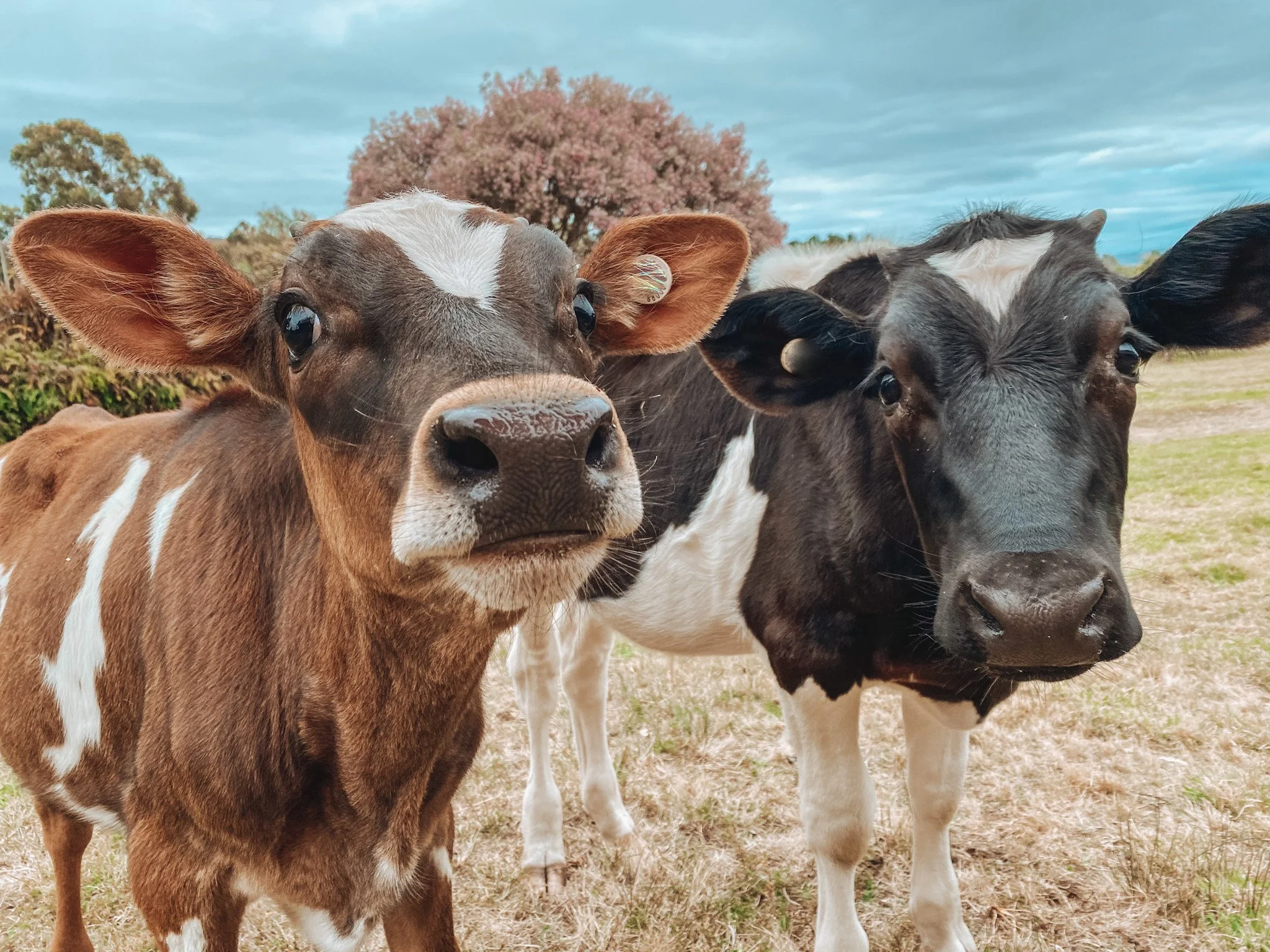 Companion Cows