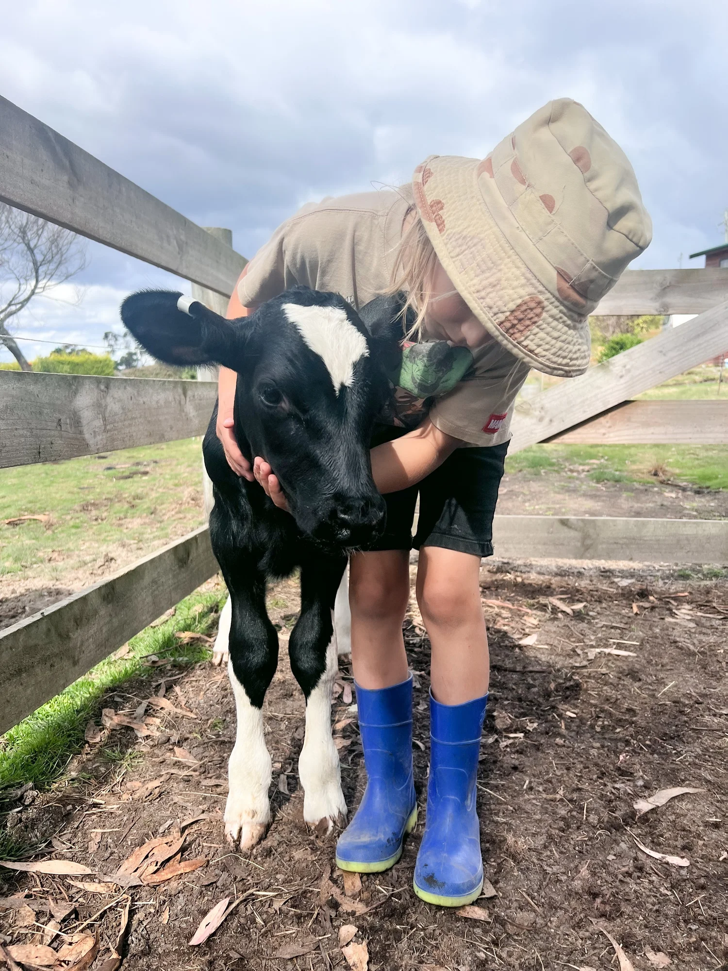 About 4 — Companion Cows