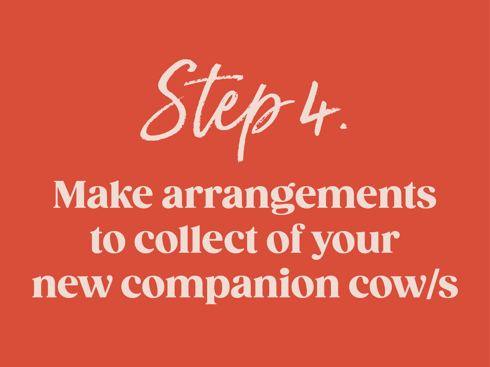Adopt a Cow NSW — Companion Cows