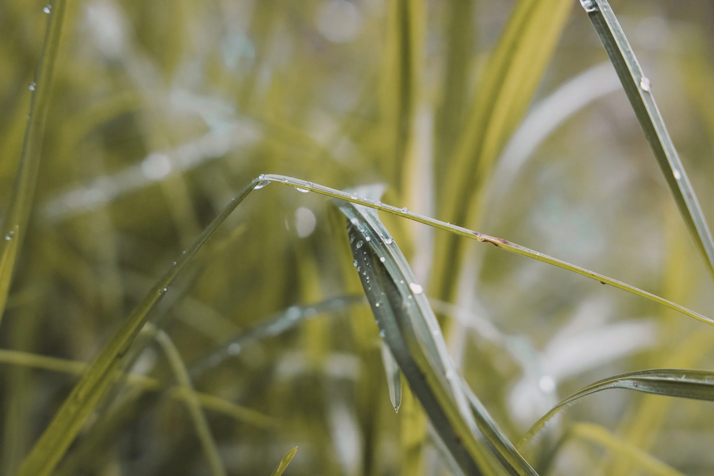 Learn about Noongar Culture — Harvey Aboriginal Corporation