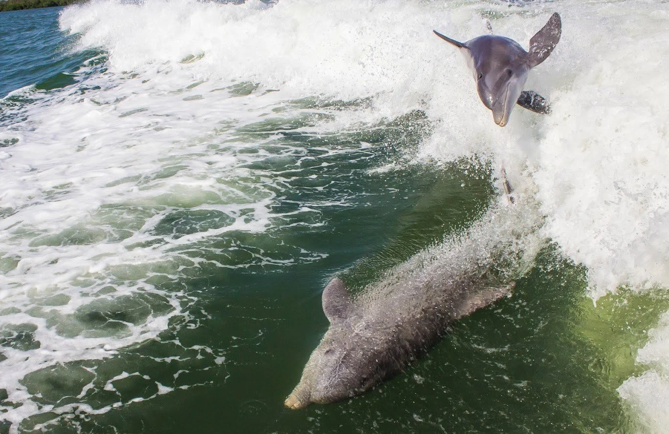 Dolphin Cruises — Private Yach Charters