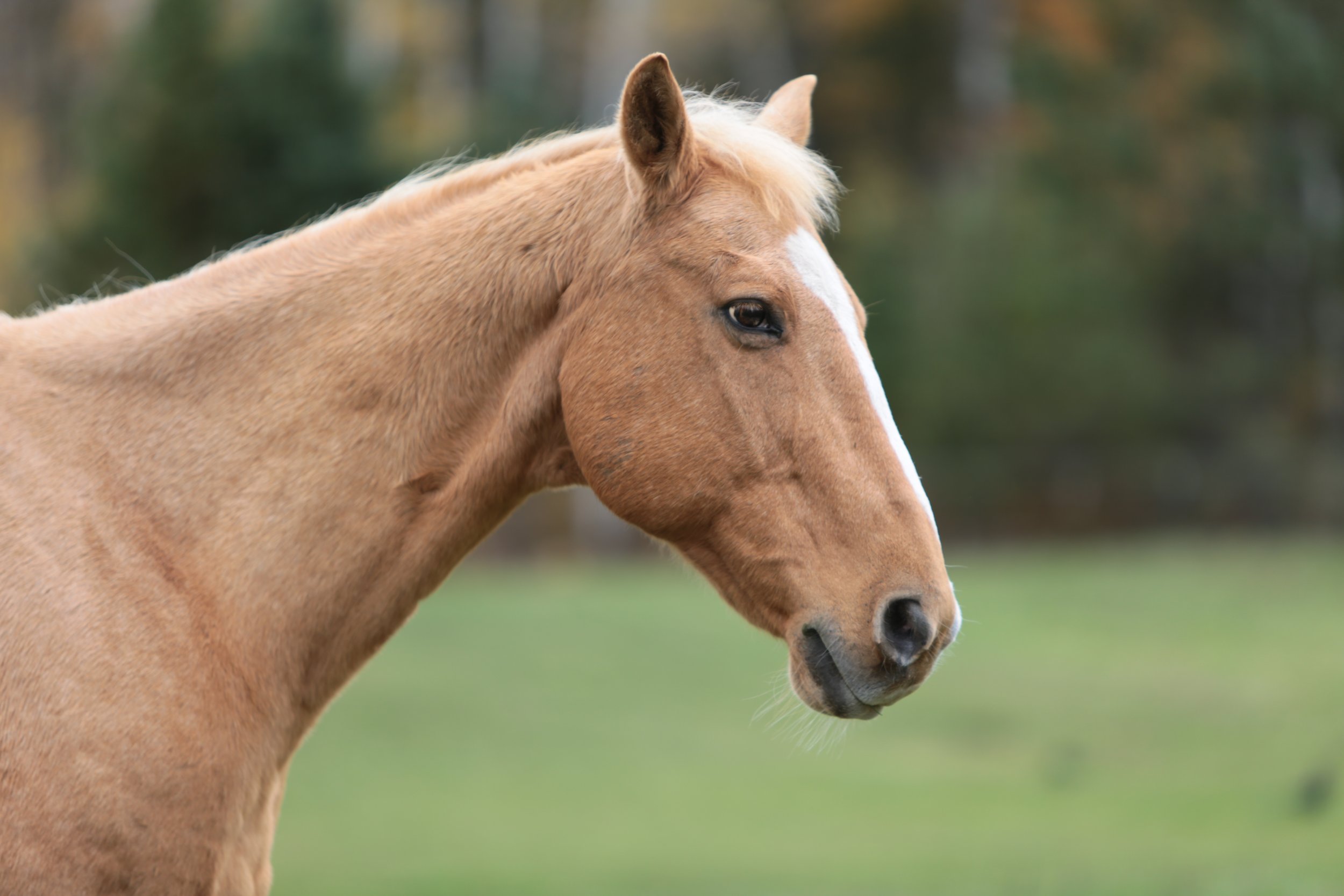 Town Line Farms & Stable LLC