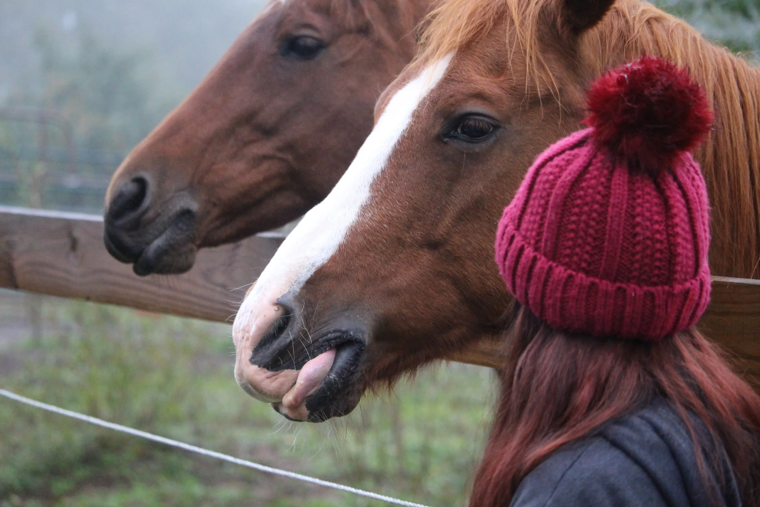 Boarding at Townline — Town Line Farms & Stable