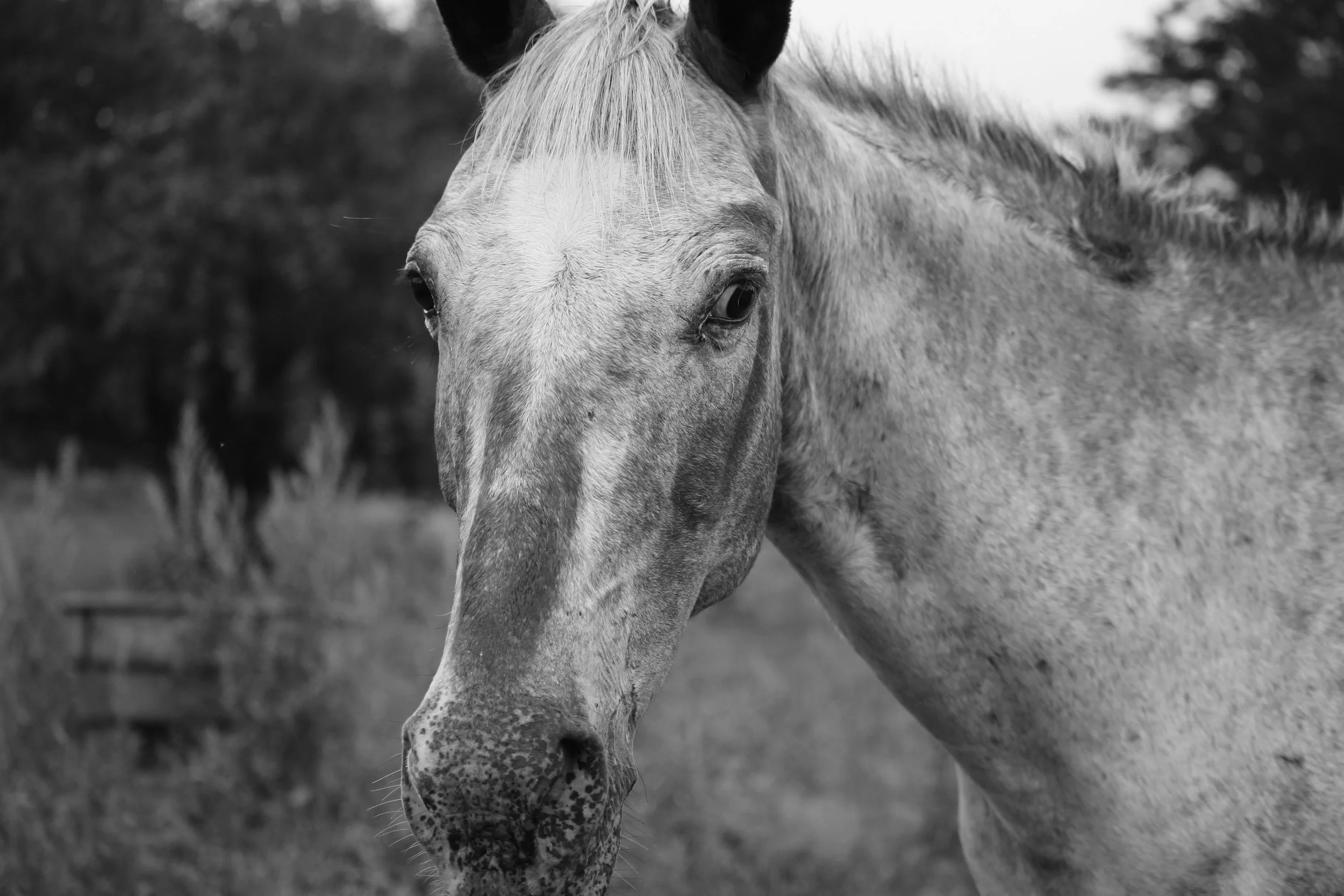 Boarding at Townline — Town Line Farms & Stable LLC