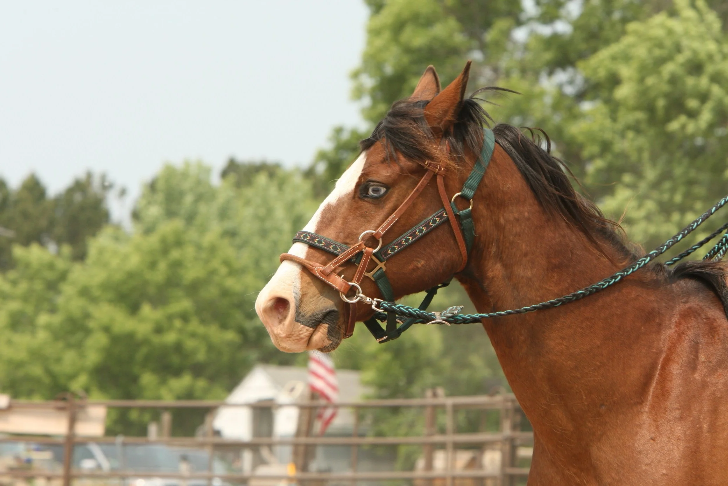 Town Line Farms & Stable LLC