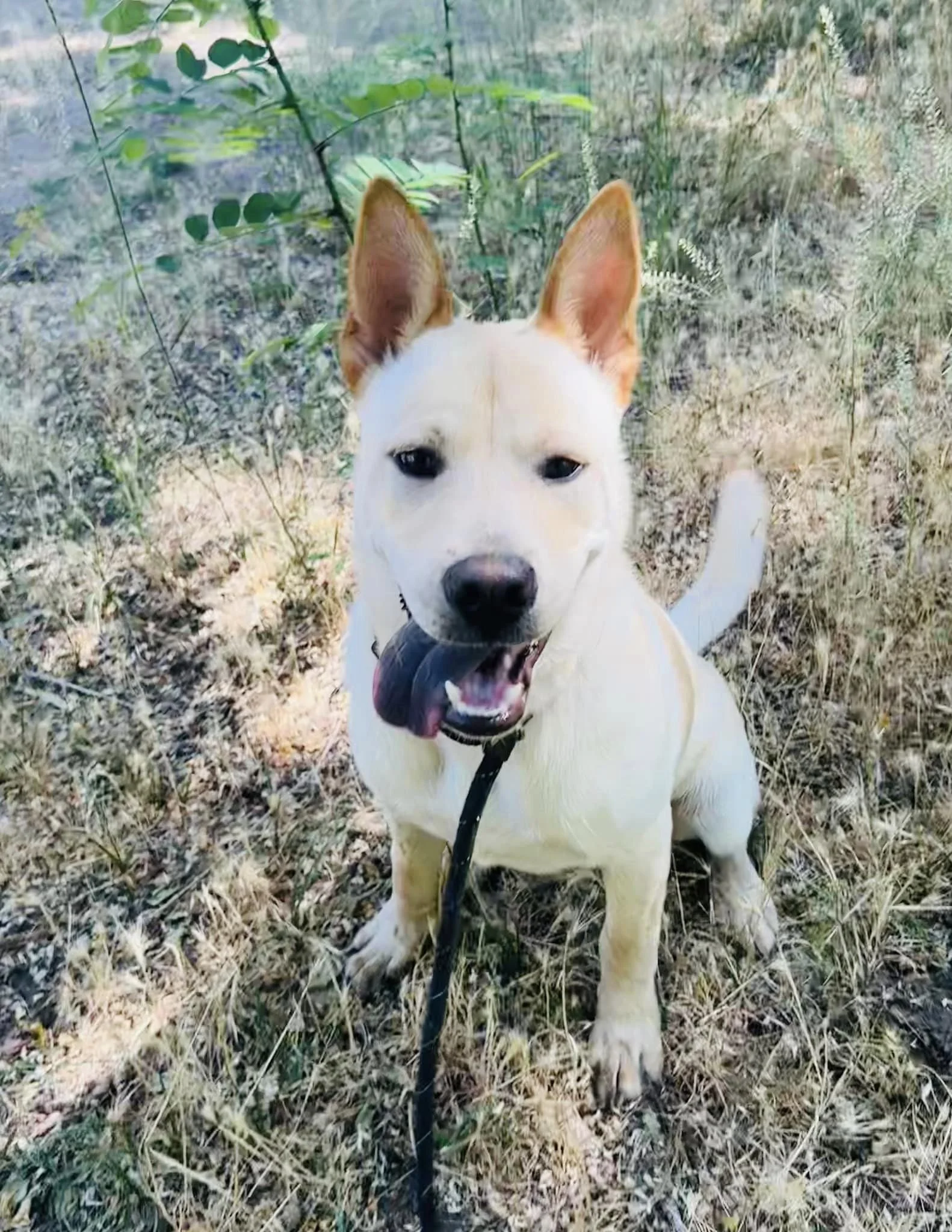 Eastern Sierra Dog Rescue