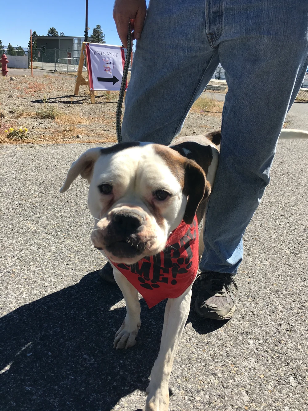 About Us — Eastern Sierra Dog Rescue