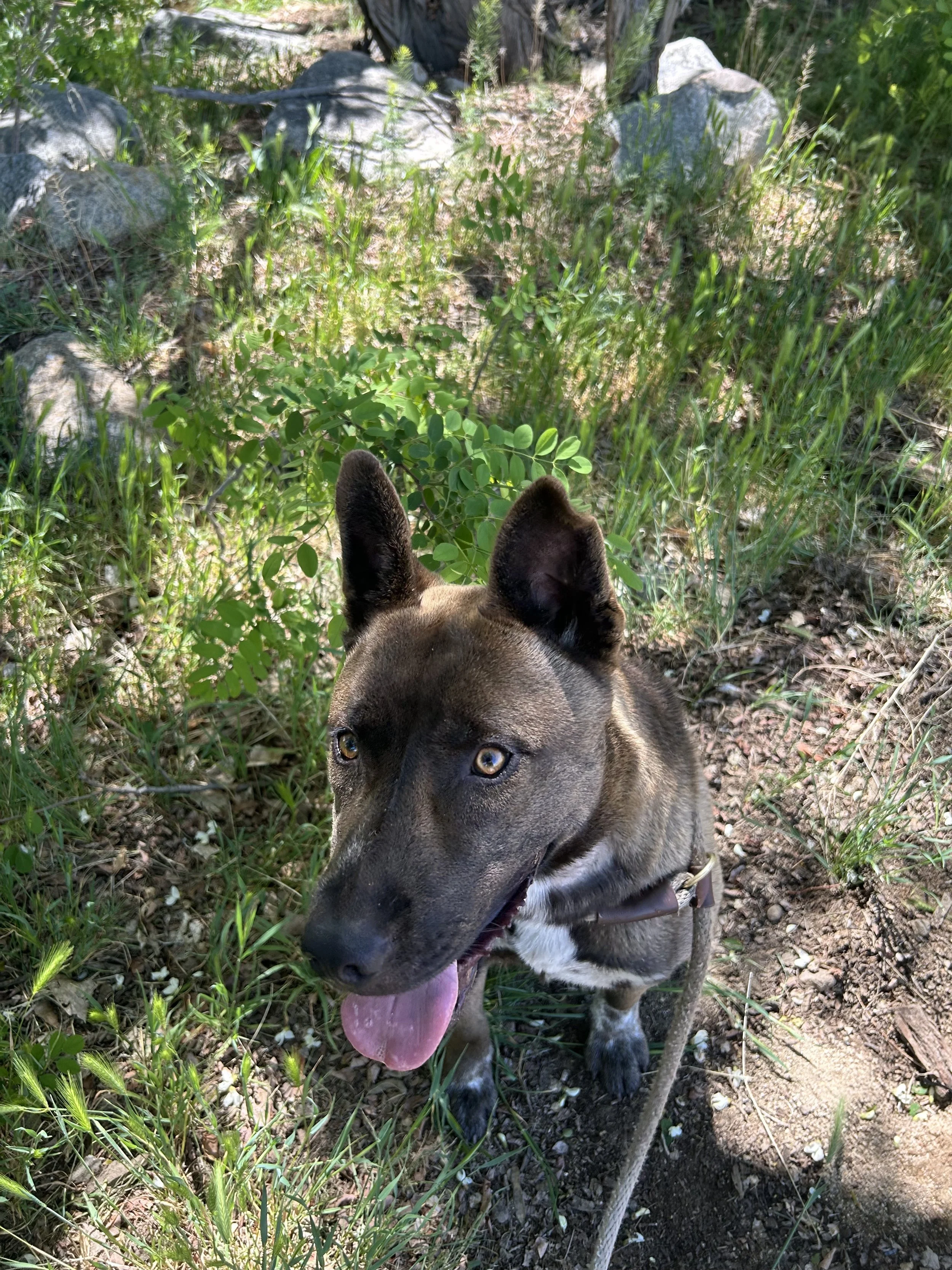 Eastern Sierra Dog Rescue