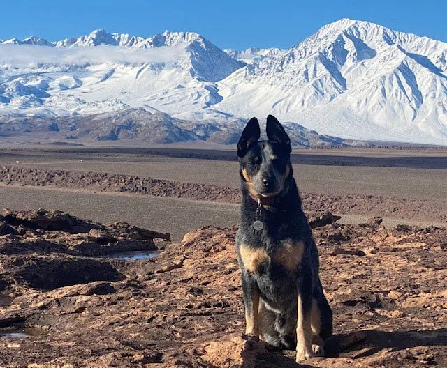 About Us — Eastern Sierra Dog Rescue